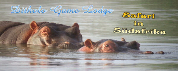 Safari in Südafrika, malariafrei: Ditholo Game Lodge | ReiseFreak's ...